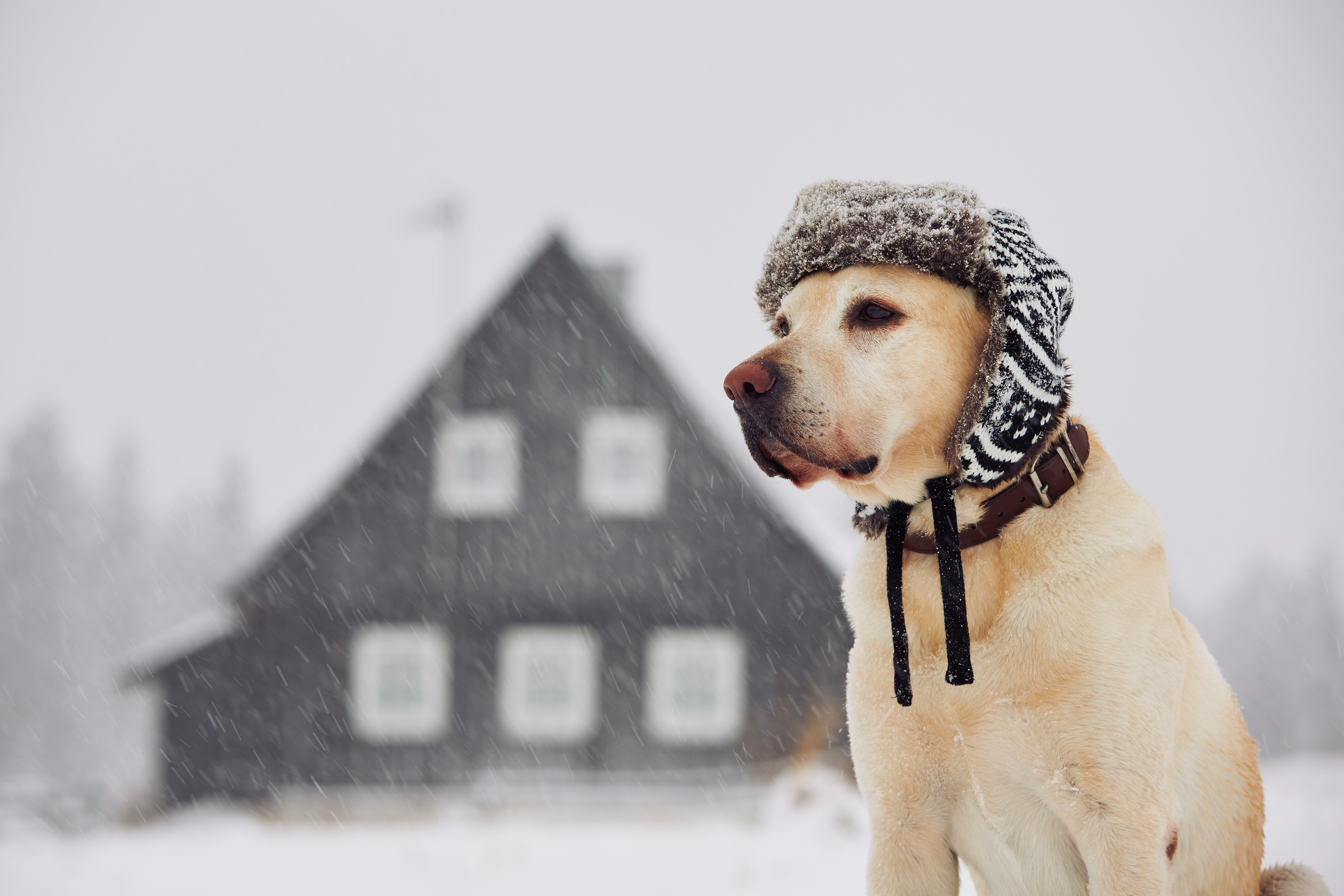 Essential Winter Dog Safety Tips for Happy Paws and Tails